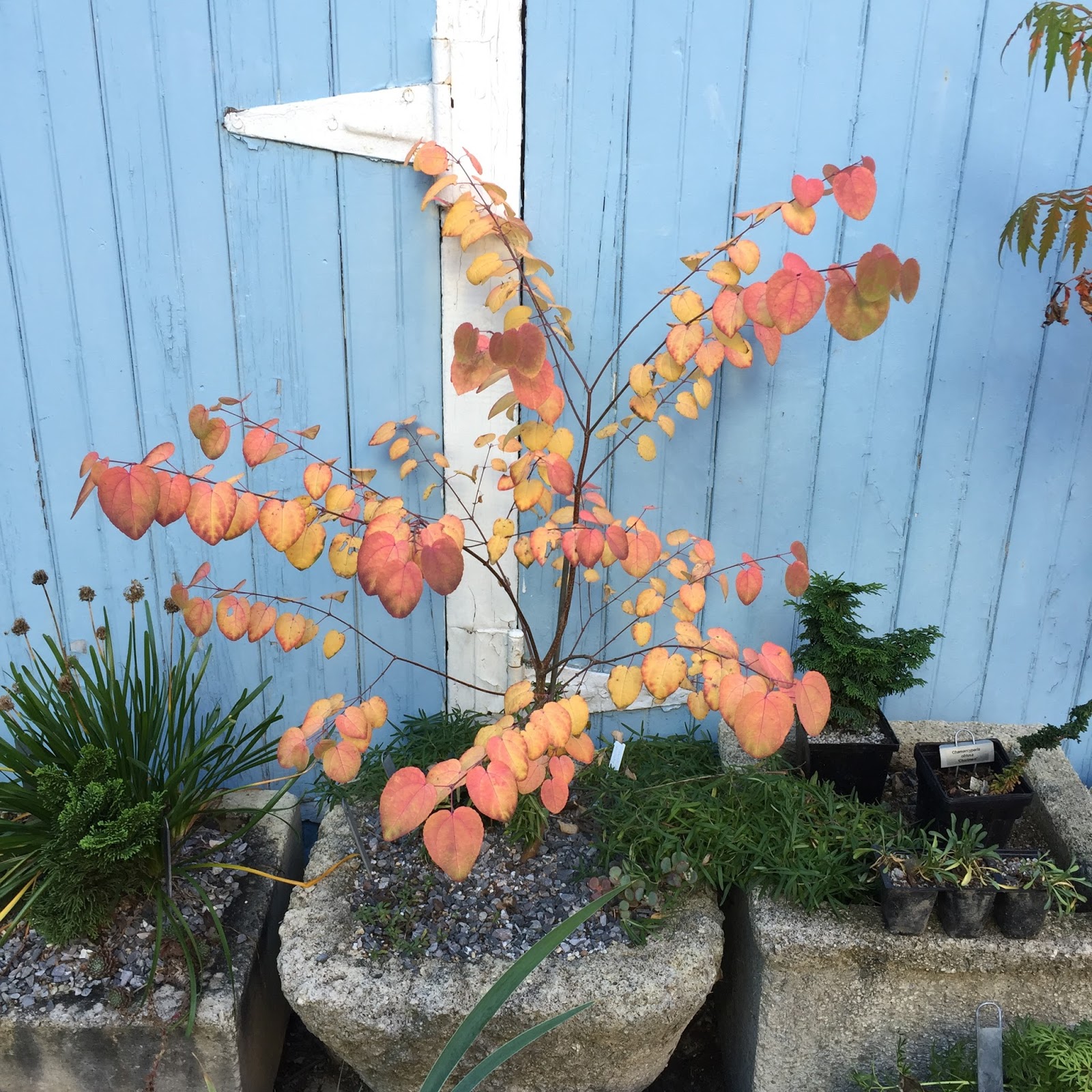 BARROW WORKS: Katsura Tree