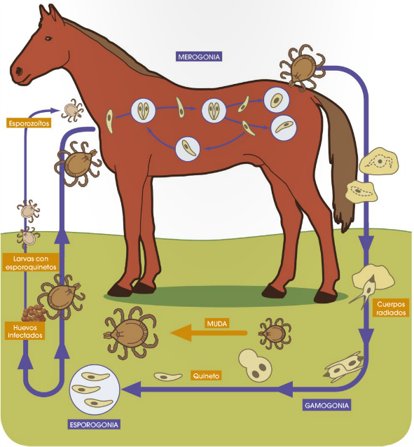 ENDOPARASITOS Y ECTOPARASITOS EN EQUINOS : PARASITOS SANGUINEOS