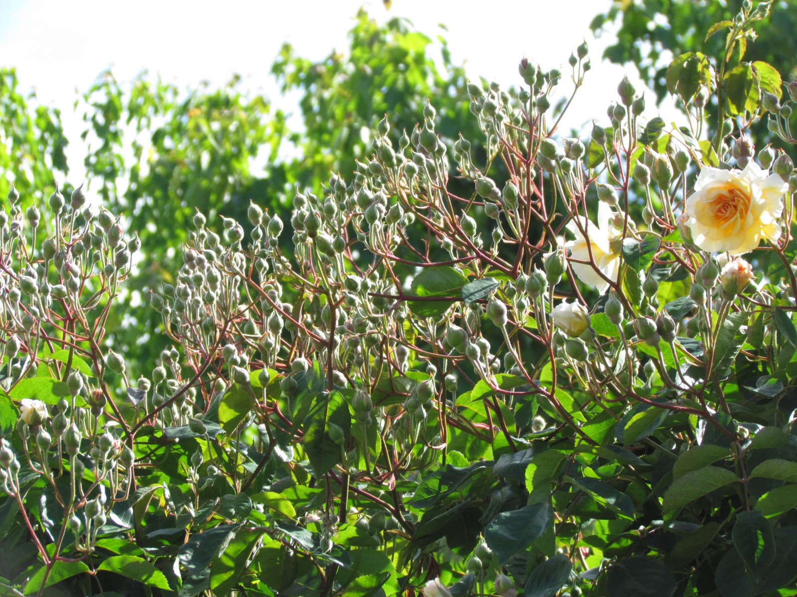 Lady Mondegreen's Secret Garden: Ohoka Garden Tour