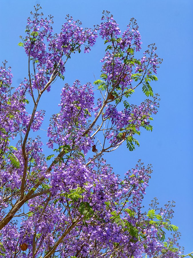 Oaxaca-The Year After: It's that time of year - Jacarandas