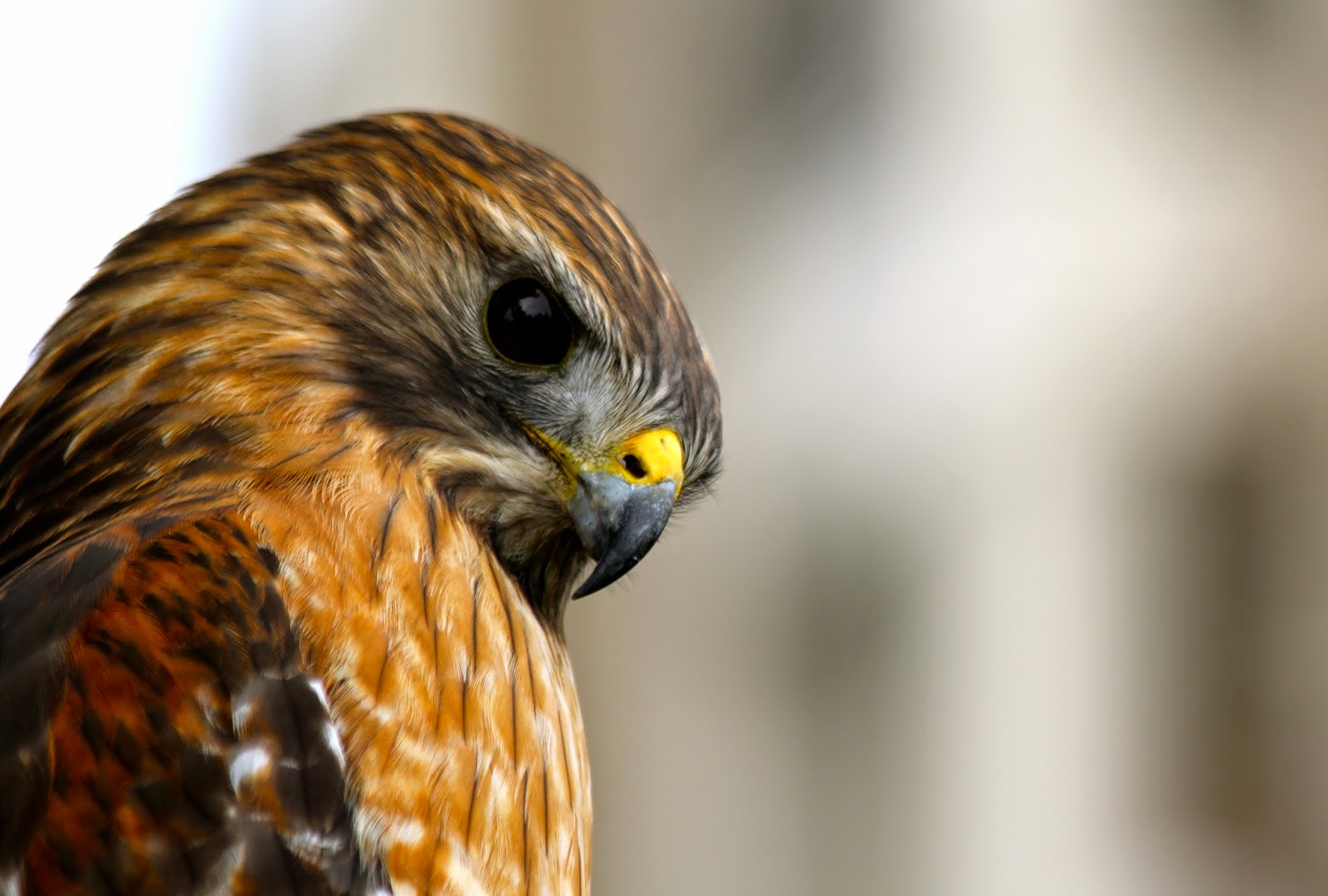 This Red-Shouldered Hawk didn't really care that my brother and I were ...
