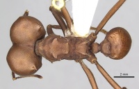 O Império Myrmex: Atta (pt)