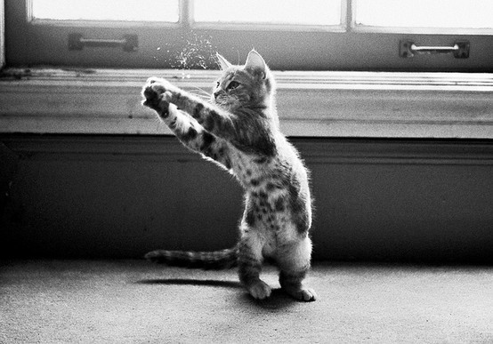 Tai chi animals | Spiralwise - Tai chi from a scientific perspective