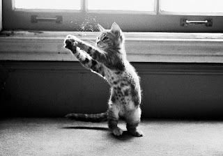 Tai chi animals | Spiralwise - Tai chi from a scientific perspective