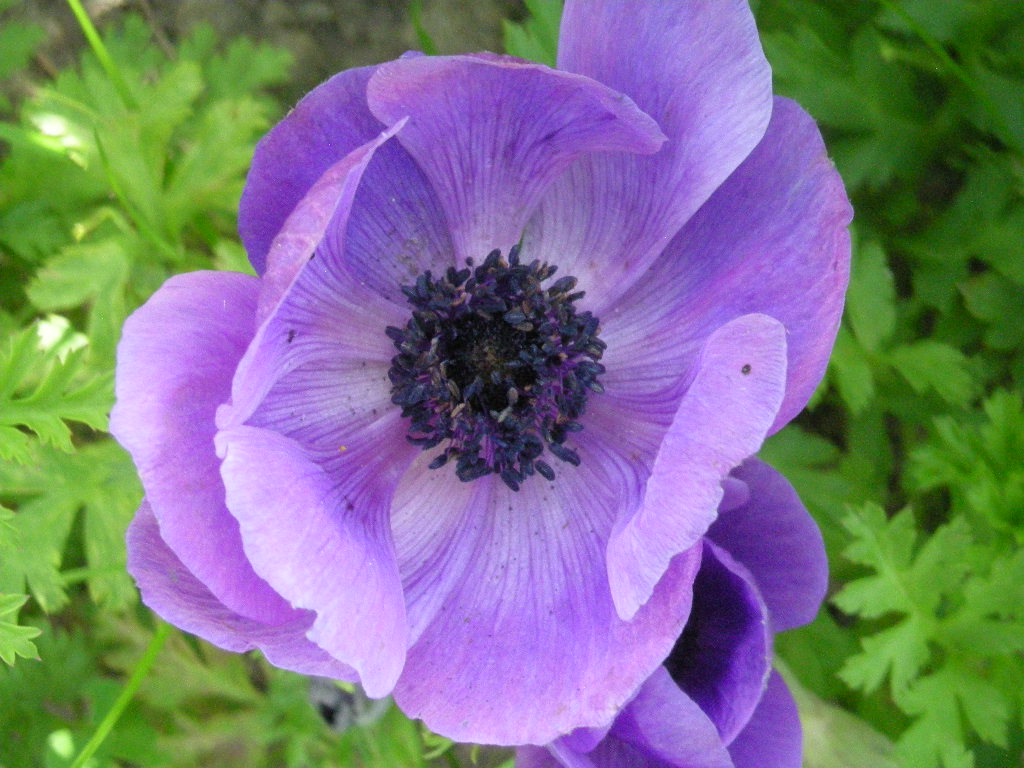 Bjørnemor...: Franske anemoner...