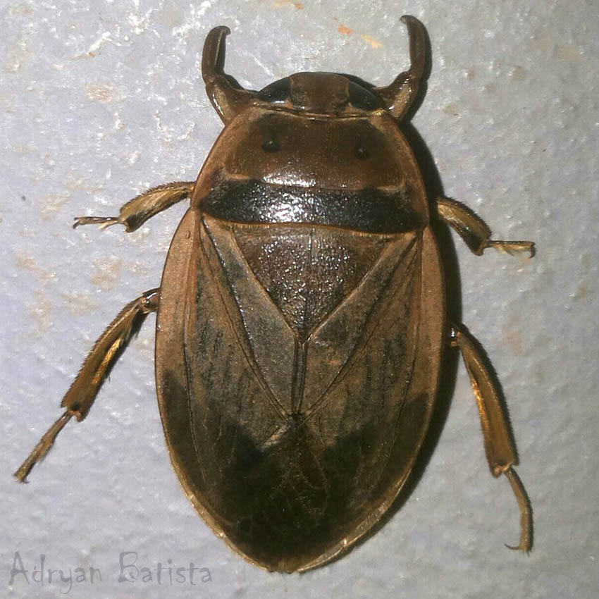 Naturaleza Animales Insectos Agua