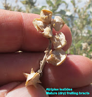 Esperance Wildflowers: Atriplex isatidea - Coast Saltbush