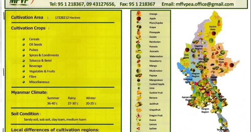 Myanmar Fruits Calendar ~ Myanmar International Trade Center
