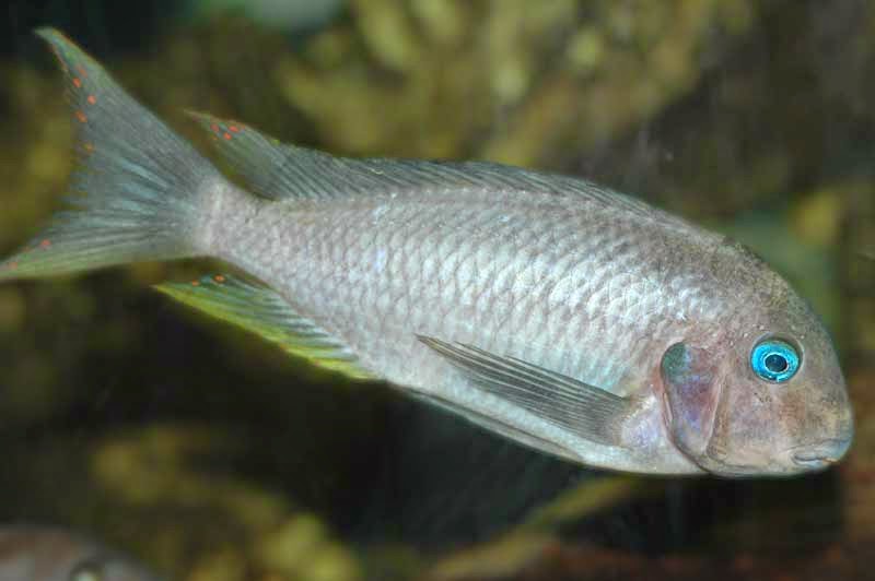 Artes de Pesca: LOS CICHLIDAE 50ª