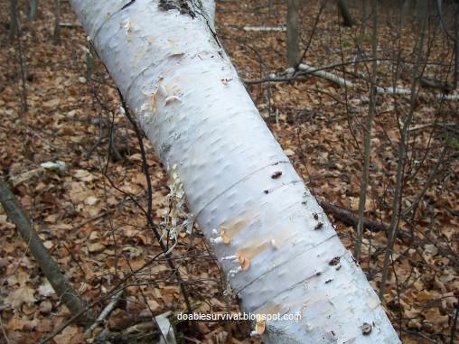 Survival and Preparedness on a Budget: Edible Birch, Chaga