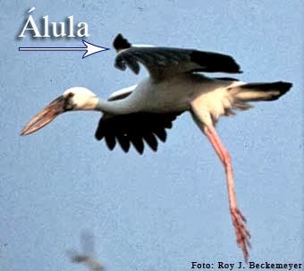 Mecanica de Fluidos, ¿Por qué vuelan las aves?: EL ALULA