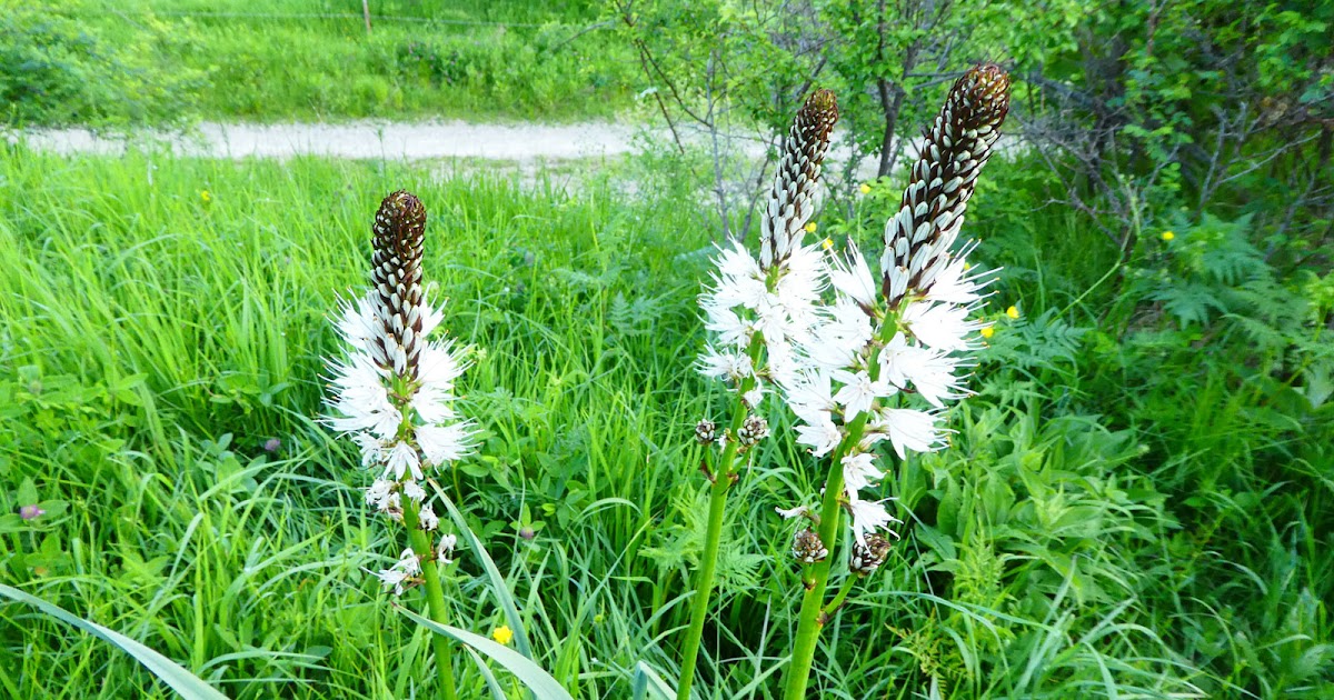 Диви растения в България: Бял бърдун (Asphodelus albus)