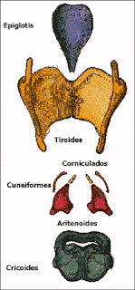**Fonoaudiología**: Anatomía Laringea