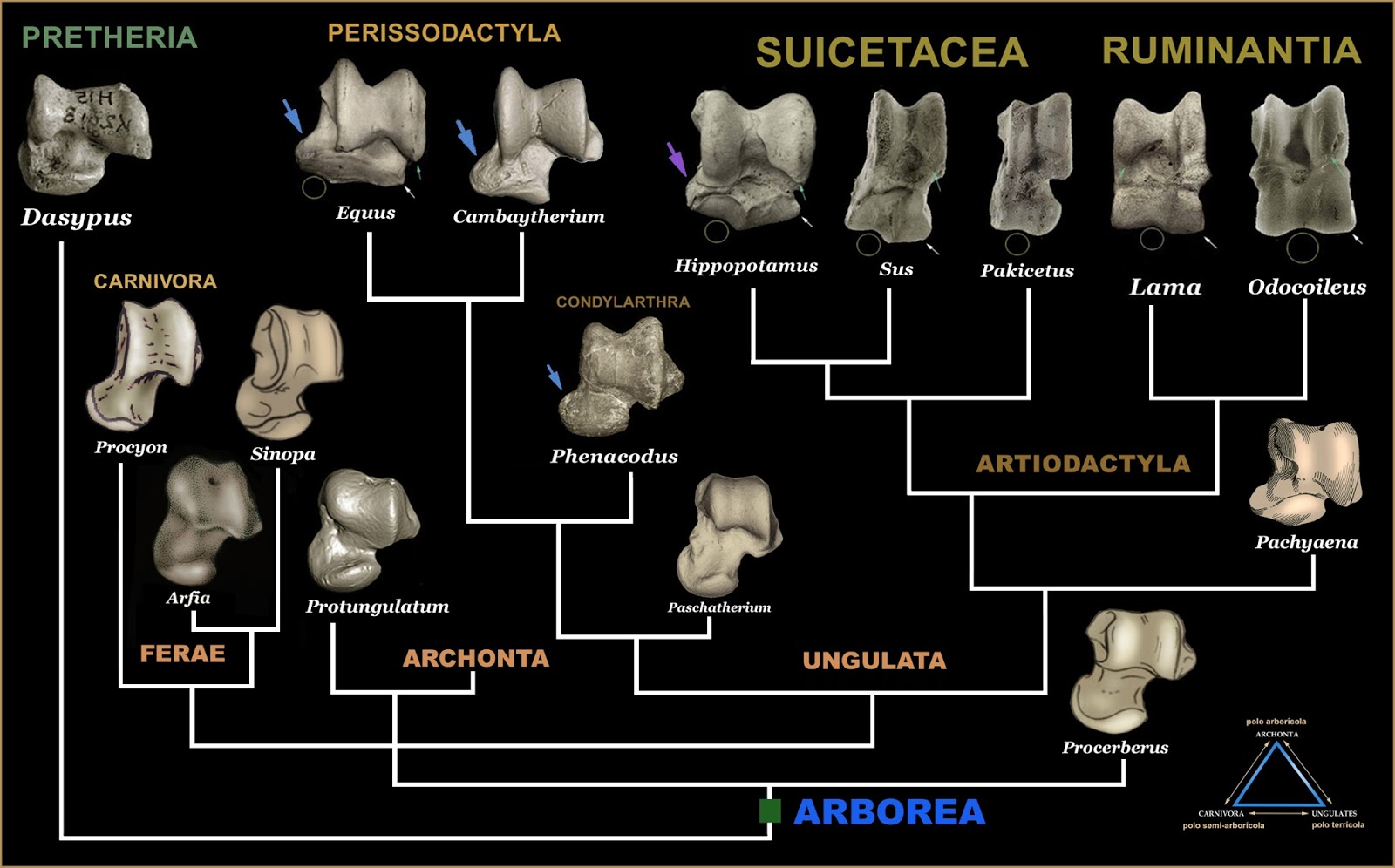 ARCANO Nelson Gomes - MAMMALS...including Monodelphis: dezembro 2016