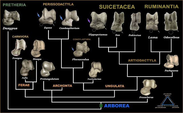 ARCANO Nelson Gomes - MAMMALS...including Monodelphis: MAMMALIA ...