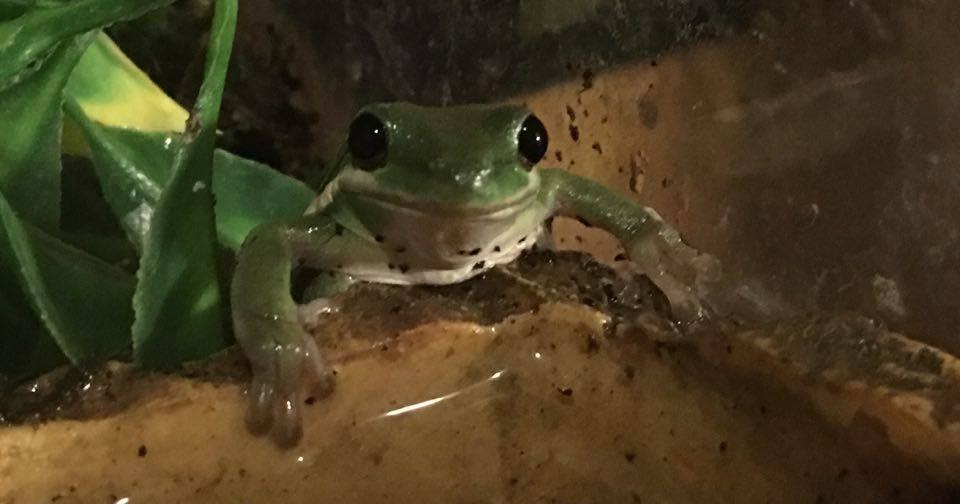 Sarah's Bearded Dragon Rescue: Rosie the frog Comes Back