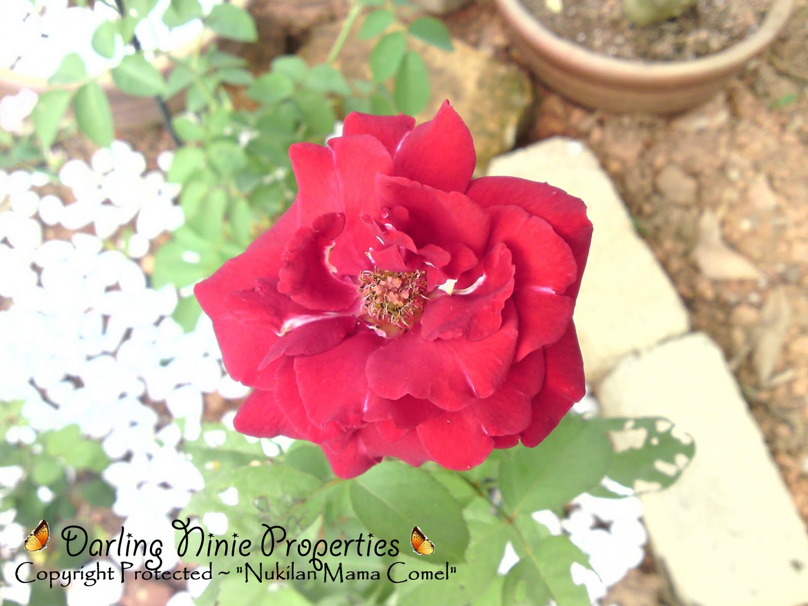 Taman Bunga Ros Suamiku. Wanginya Bunga Itu... | ♥ Darling Ninie Family ...