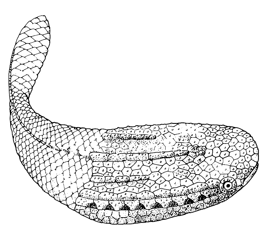 PaleoStories: Su al Nord: gli astraspidi