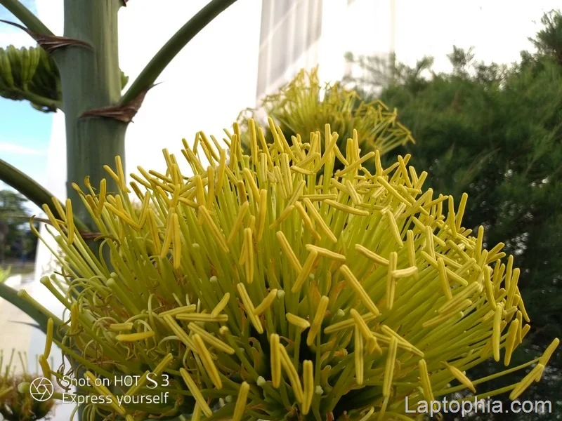 Review Infinix Hot S3 X573: Smartphone Selfie Killer dengan OS Android ...