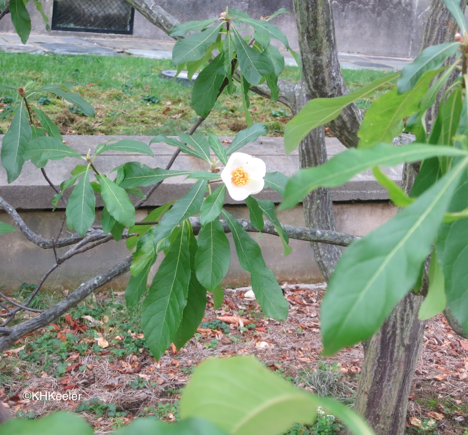 A Wandering Botanist: Plant Story--Franklinia, the extinct American ...