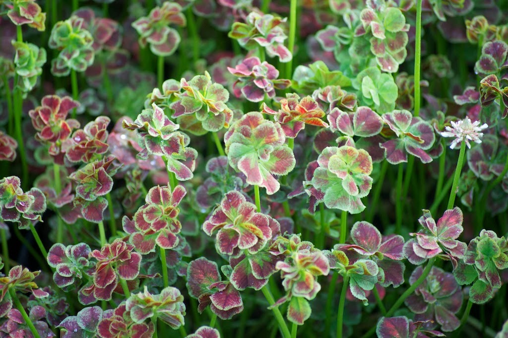 Dingue de plantes: Vive les trêfles