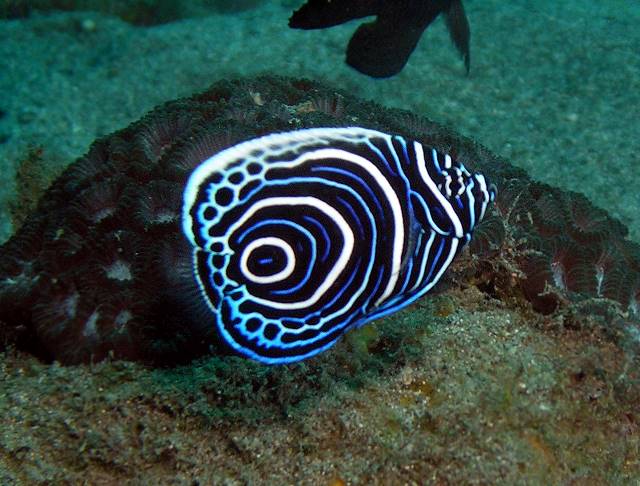 Angelfish - Wild Life Planet