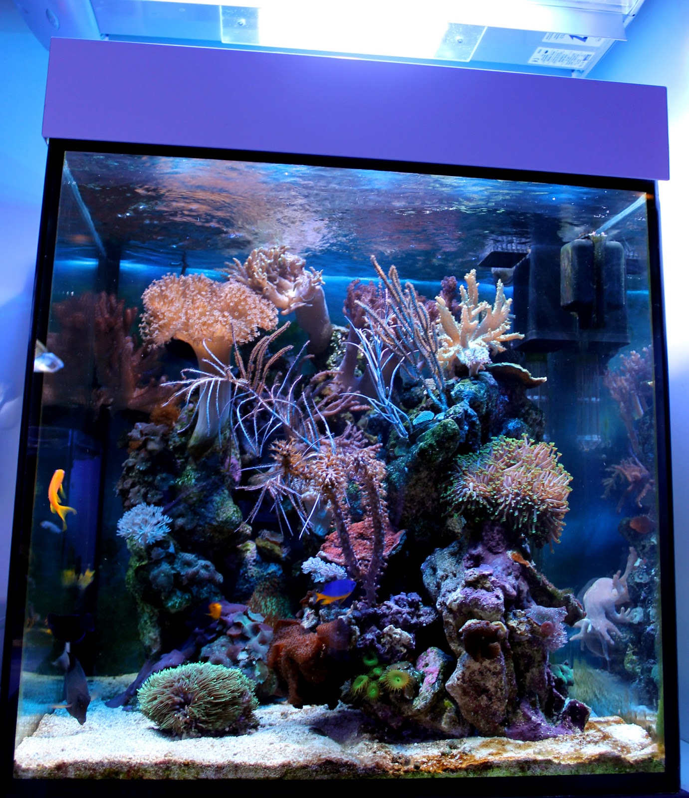 Howard`s Reef: Soft Coral Cube 17.04.2013