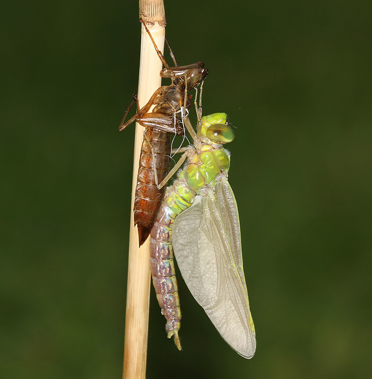 Kent Dragonflies: The Emperor Emerges!