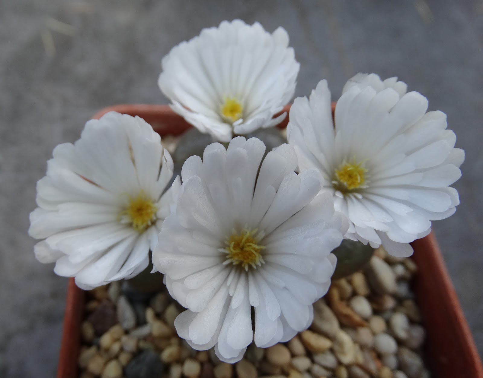 Succulent Sundae: CONOPHYTUM PRAESECTUM