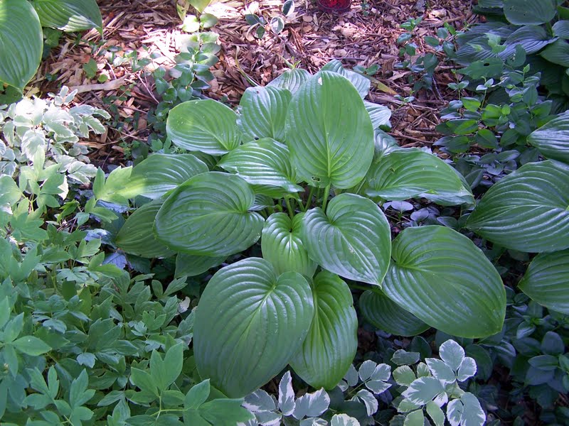 Ghetto Gardens: Hosta identification