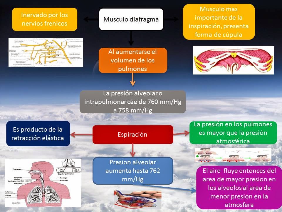 El Blog de Fisiologia de Israel Aramburo Lucas: Ventilacion pulmonar ...