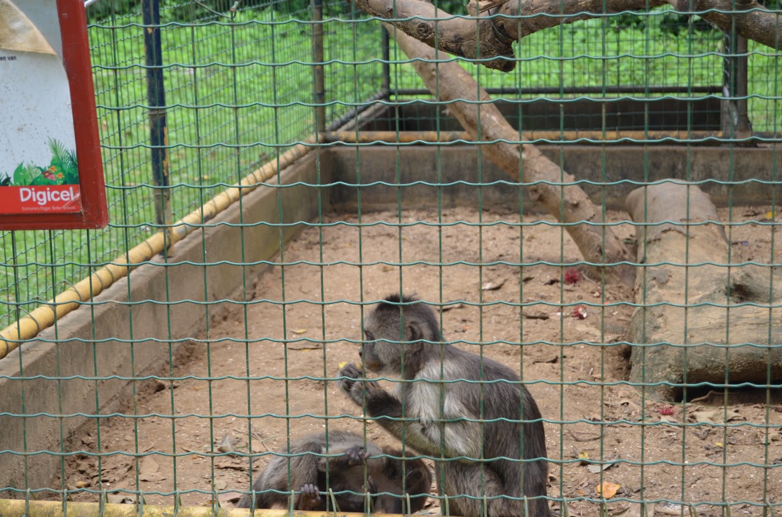 De avonturen van Liesbet in Suriname : Paramaribo zoo