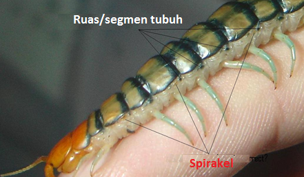Catatan prestasi Guru Biologi: Centipedes (kelabang/lipan)