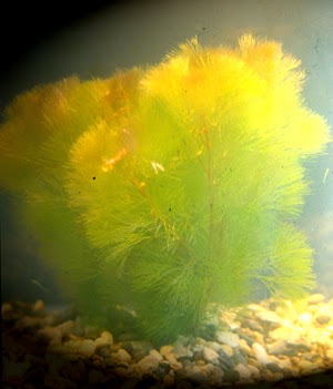 Cikgu Lina: Tumbuhan Akuatik