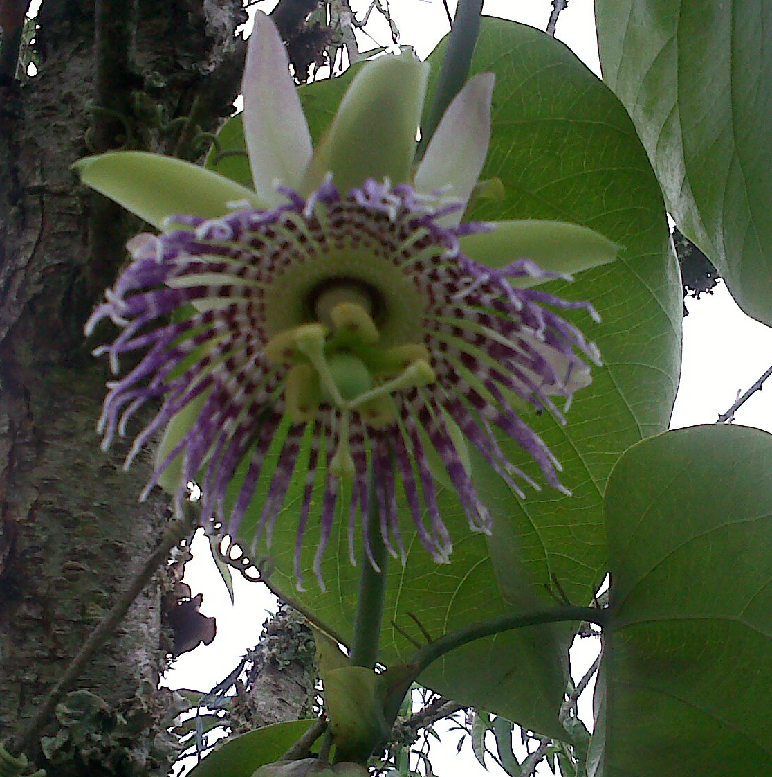 No words to say: Fashion fruit flower