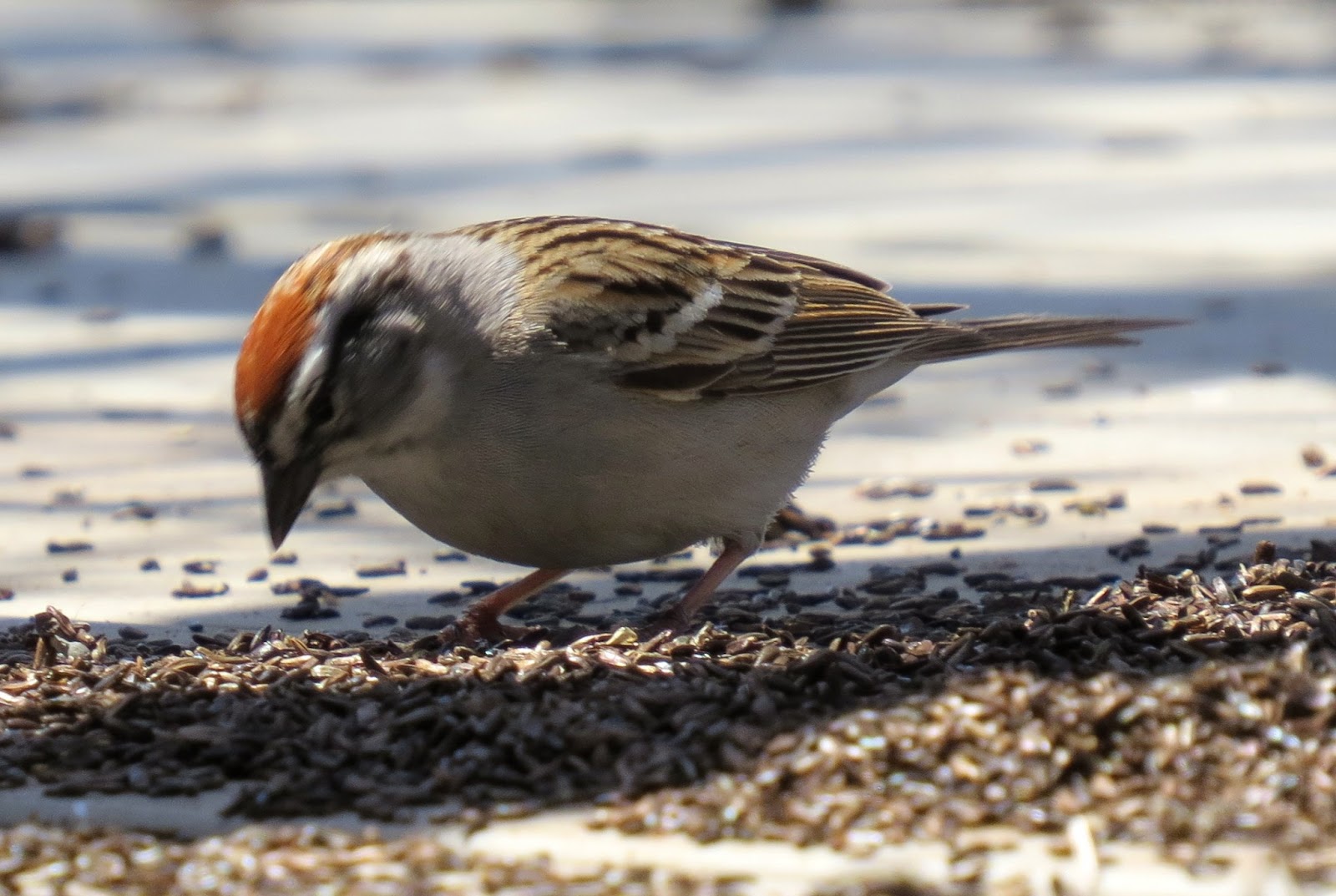 LGB's Nature Photos: Chipping Sparrows