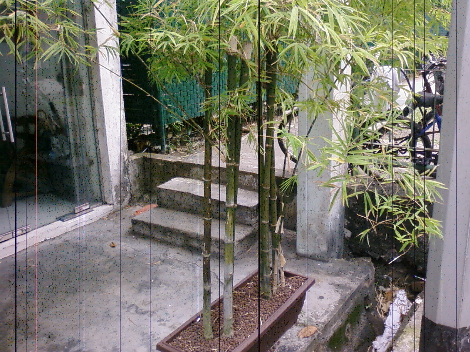 Pretty Gardens: Growing Bamboo In Containers