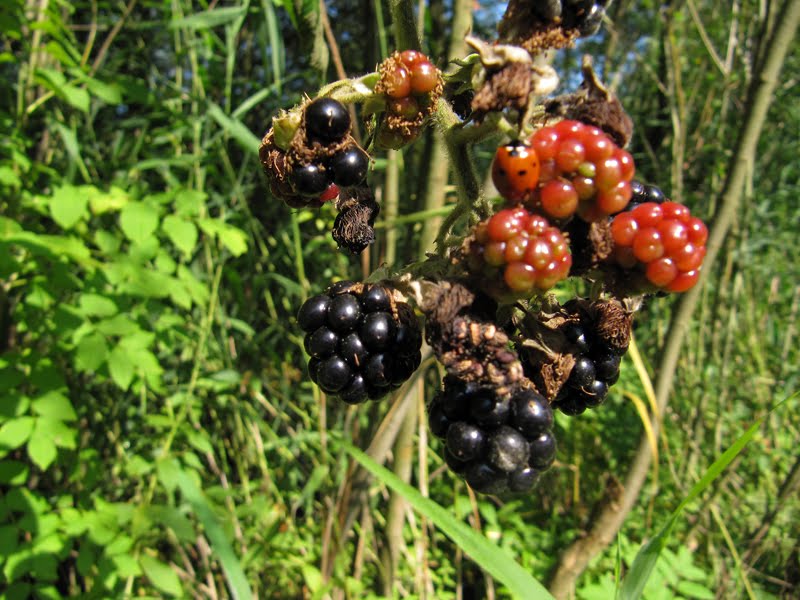Gelukkig Lughnasadh! – Studievereniging LaarX