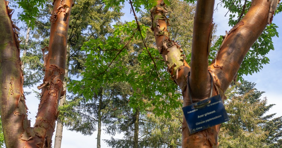 Maya`s wandelingen en fietstochten: Doorn - Gimborn bomenmuseum