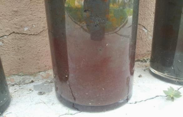 Winogradsky Column : week 3