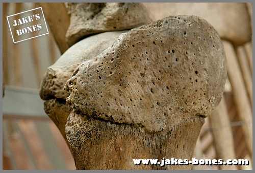 Looking closely at an Indian elephant skeleton : Jake's Bones