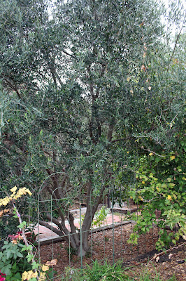 Southern Lagniappe: The Olive Tree