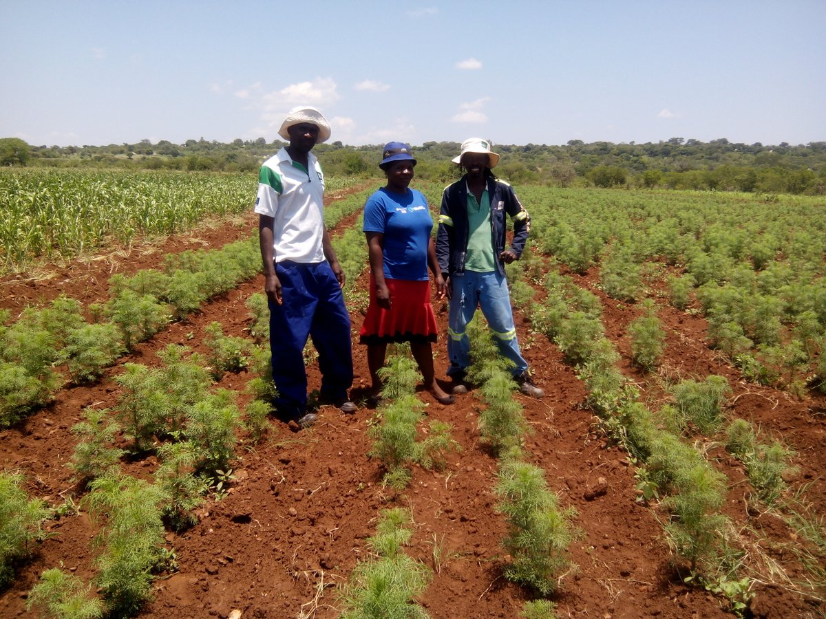 FROM GOKWE TO HOLLAND | Mafaro