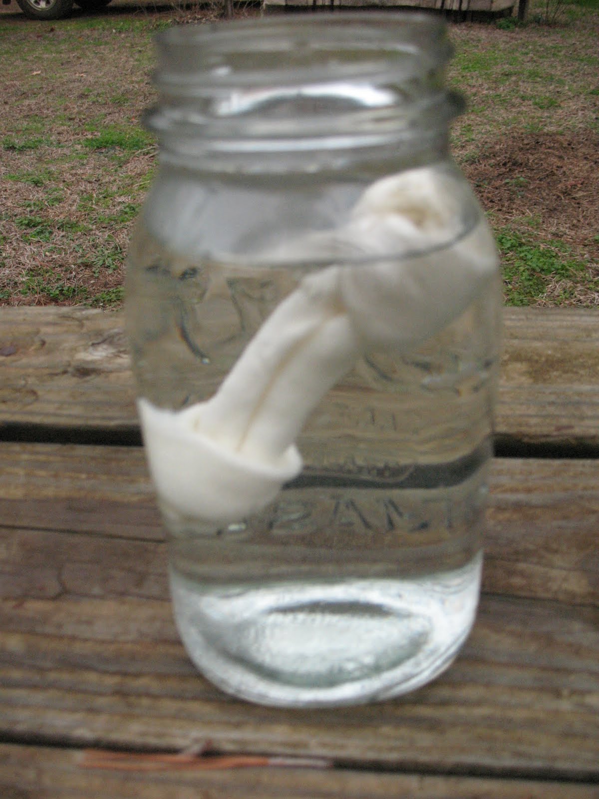 Sensible Survival: Quick and Easy Rawhide for Urban Dwellers