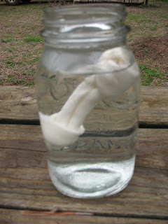 Sensible Survival: Quick and Easy Rawhide for Urban Dwellers