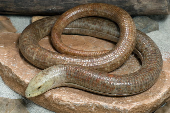 Glass Lizard | Wildlife | The Wildlife