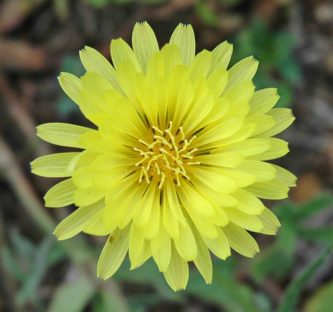 Window on a Texas Wildscape: The Texas dandelion