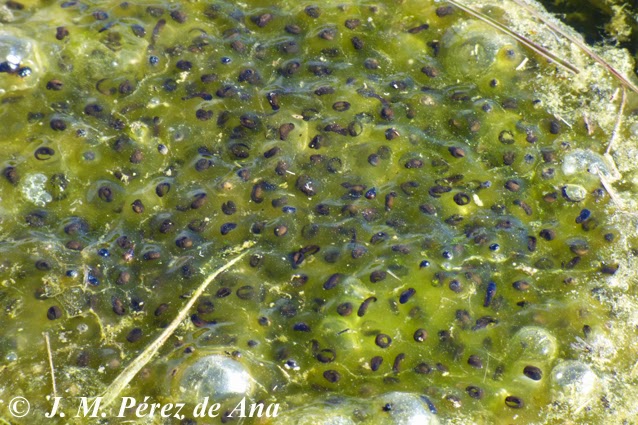 Sierra Sálvada: 188 puestas de Rana ágil en las charcas de Larrinzar en ...