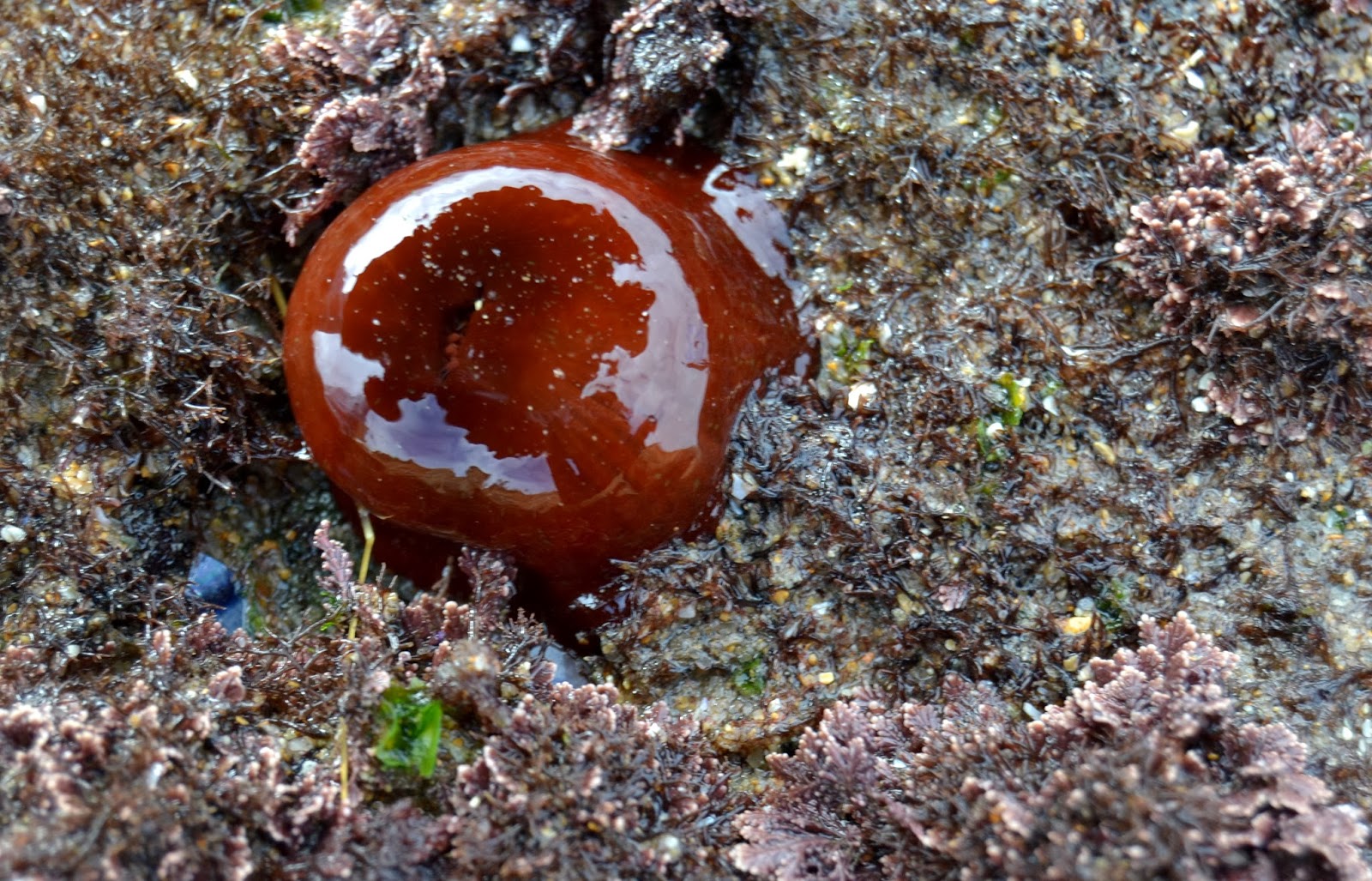 Zona intertidal: 2013