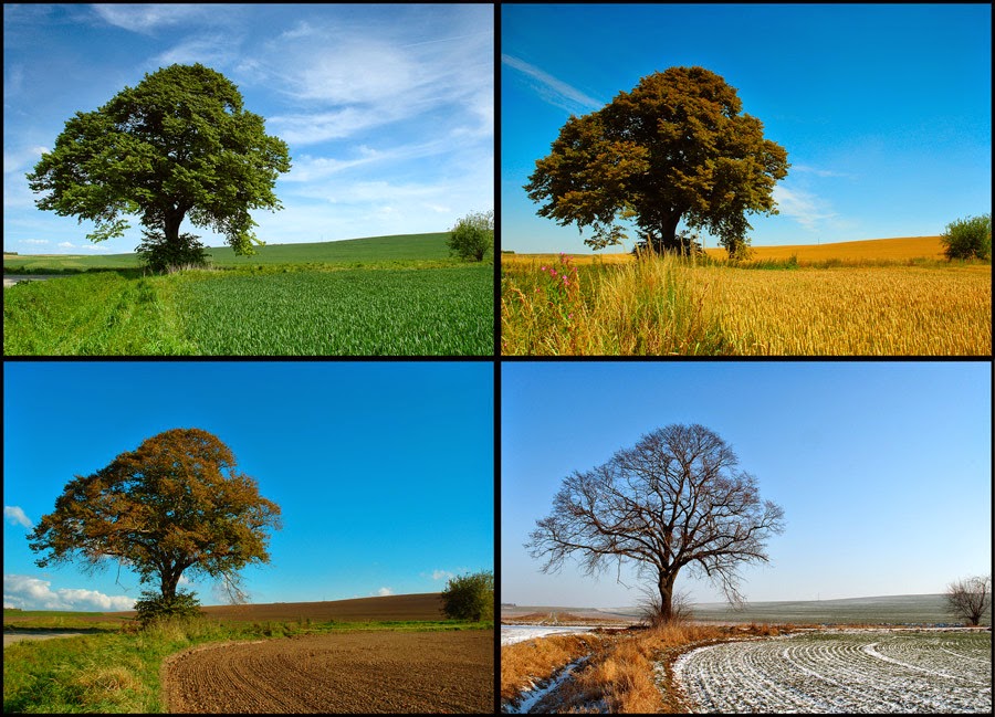 Biomas del Mundo: Pradera Templada